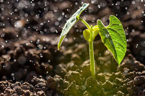 Geosmin – Organica Aromatics®